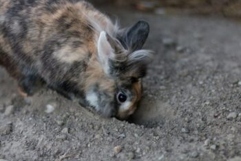 Why Do Rabbits Dig Holes? 6 Likely Reasons | Hepper Pet Resources