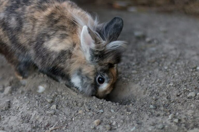 How Long Do Dwarf Rabbits Live as Pets? Vet Reviewed Lifespan, Data ...