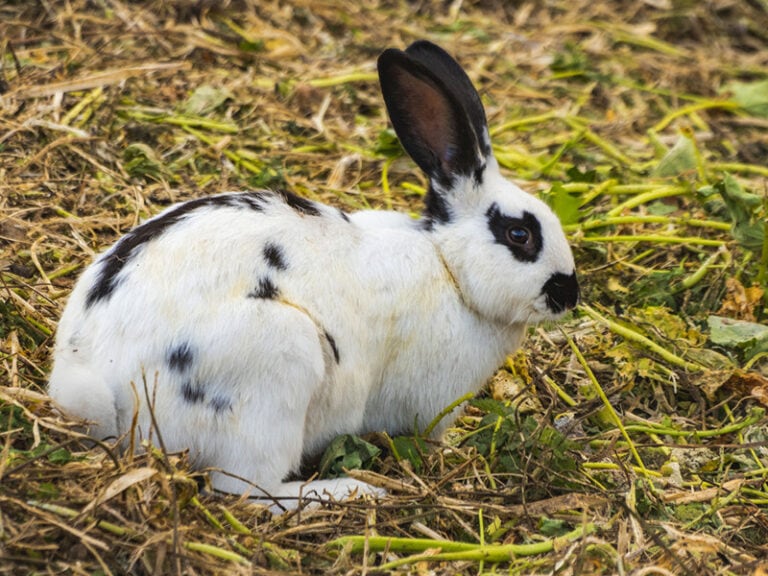 10 Friendliest Rabbit Breeds (With Info & Pictures) | Hepper Pet Resources