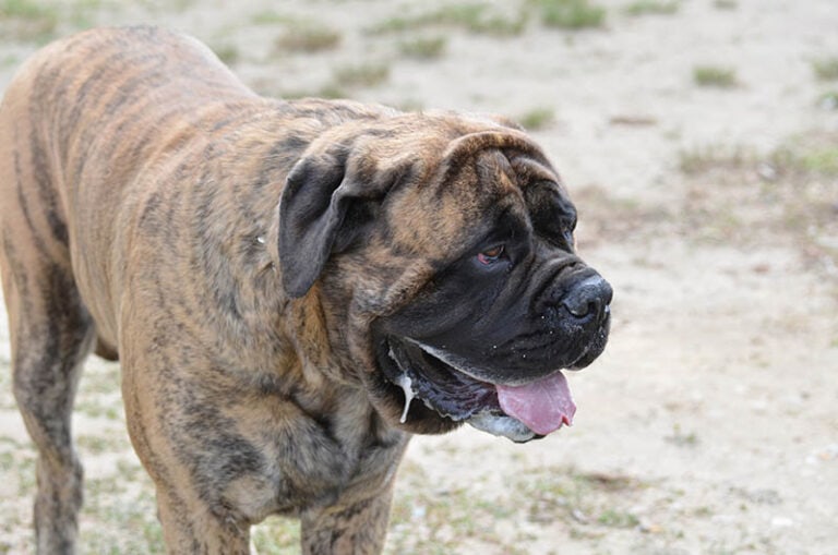 10 Bullmastiff Colors & Patterns (With Pictures) | Hepper Pet Resources