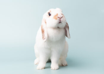 300 Rabbit Names: Adorable & Popular Choices for Your Bunny | Hepper ...
