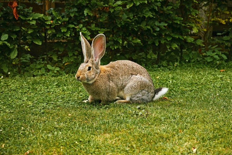 Are Pet Rabbits Nocturnal? Rabbit Behavior Explained | Hepper Pet Resources