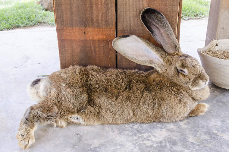 Flemish Giant Rabbit: Care Guide, Lifespan, Traits & Pictures | Hepper ...