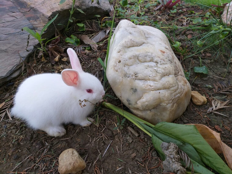 Florida White Rabbit Breed Info: Pictures, Temperament & Traits ...