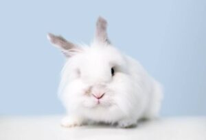 8 Fluffy Rabbit Breeds: Info, Pictures & Care Guide | Hepper Pet Resources