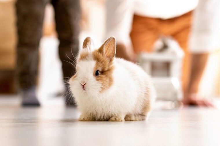 How Long Do Rabbits Live as Pets? Vet-Reviewed Average Lifespan, Data ...