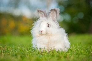 14 Long Haired Rabbit Breeds (With Info & Pictures) | Hepper Pet Resources