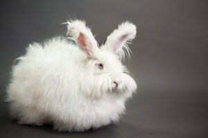 300 Rabbit Names: Adorable & Popular Choices for Your Bunny | Hepper ...