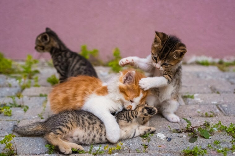 Why Is My Kitten So Aggressive? 9 Reasons & How to Prevent It | Hepper ...