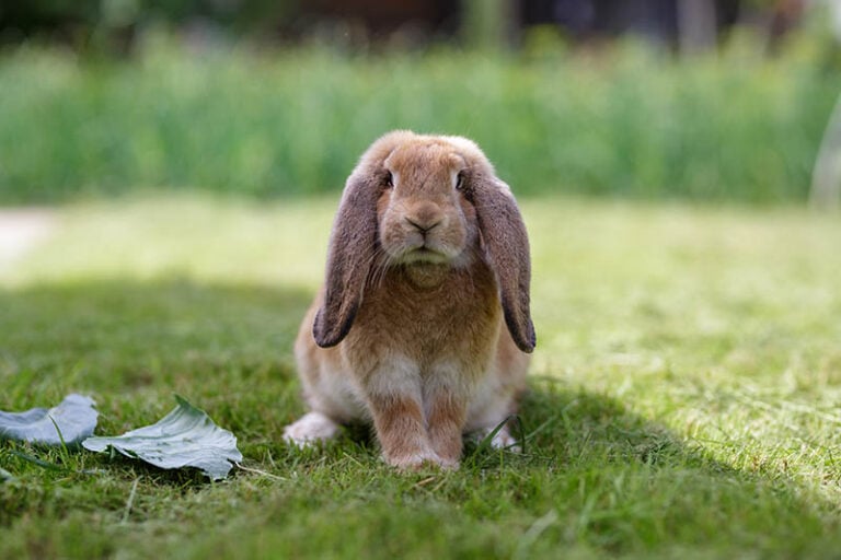 Why Do Rabbits Thump? Causes, Facts & FAQ | Hepper Pet Resources