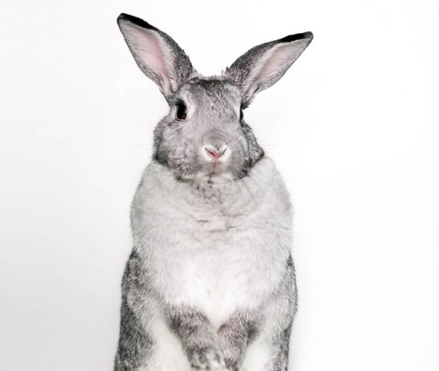 11 Large Rabbit Breeds (With Info & Pictures) | Hepper Pet Resources