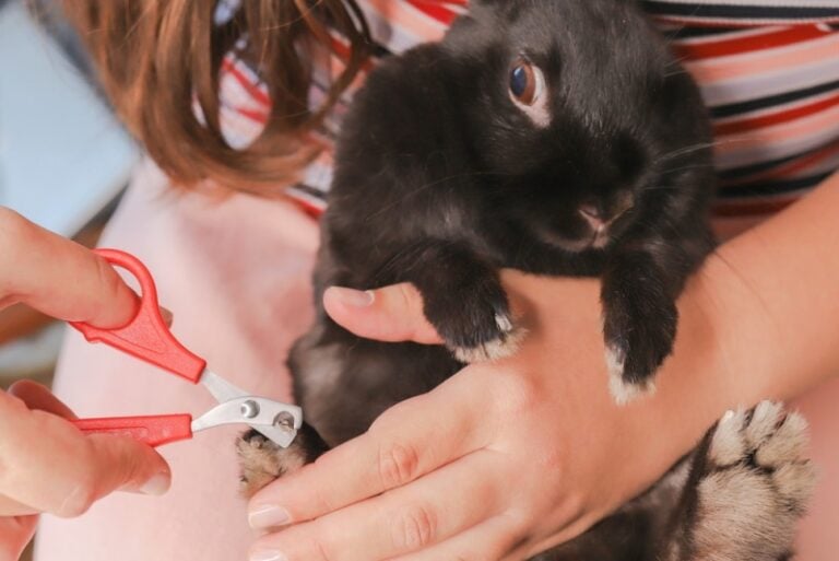 How to Clip Rabbit Nails: Vet-Approved Tips & Tricks | Hepper Pet Resources