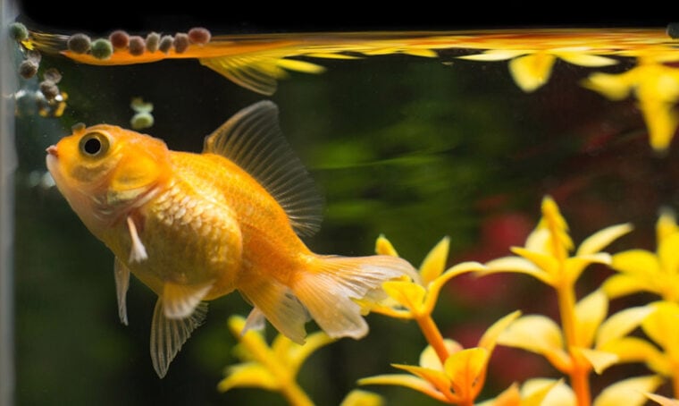 Goldfish Growth: Size, Growth & Weight Chart | Hepper Pet Resources