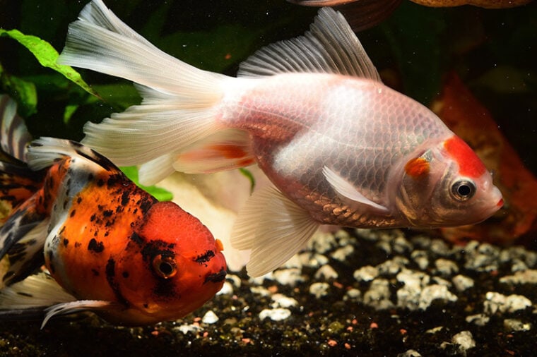 Is Your Goldfish Turning White? 8 Reasons Why & What to Do | Hepper Pet ...