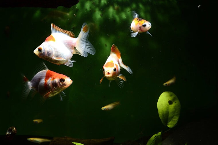 Do Goldfish Eat Each Other or Other Fish? Temperament & Habits ...
