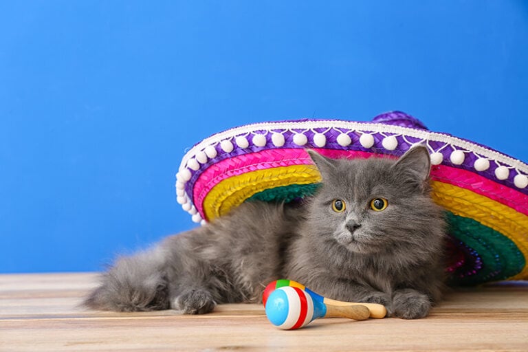 How to Say Cat in 10 Different Languages (With Pronunciations) | Hepper ...