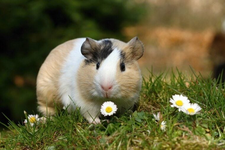 17 Interesting Guinea Pig Facts That May Surprise You | Hepper Pet ...