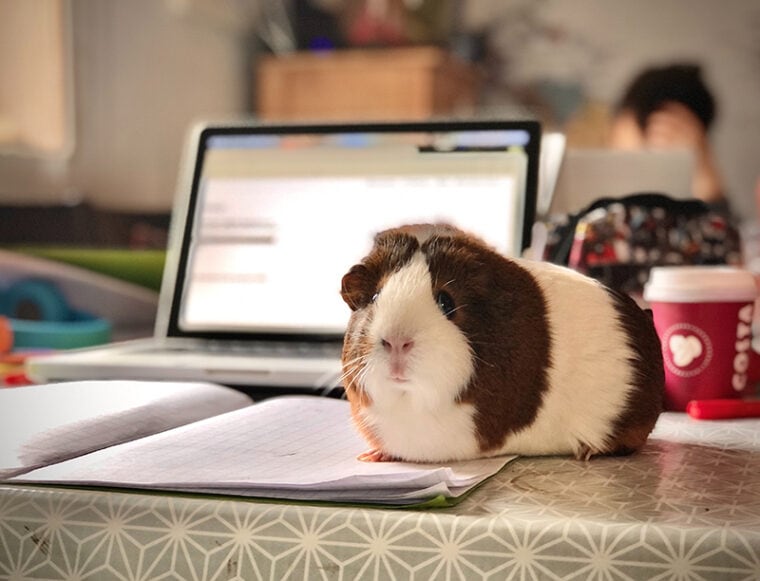 Do Guinea Pigs Make Good Pets? Vet-Verified Guide & Analysis | Hepper Pet Resources