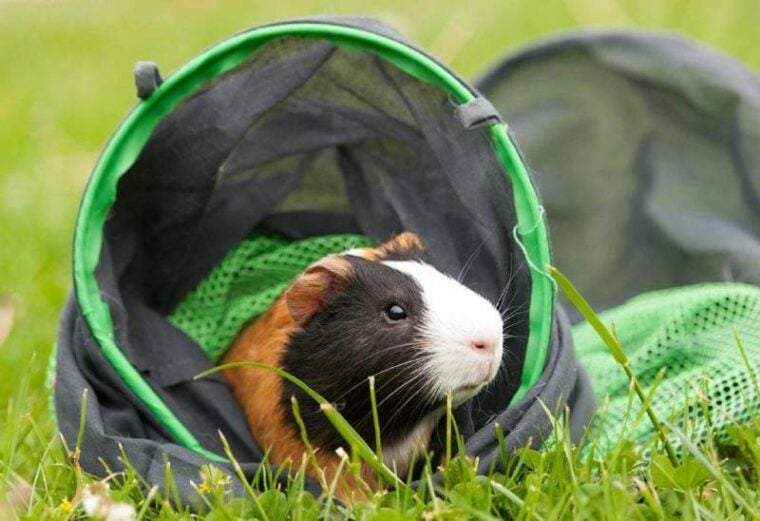 Why Do Guinea Pigs Popcorn? 5 Vet-Verified Reasons for the Jumping Behavior | Hepper Pet Resources