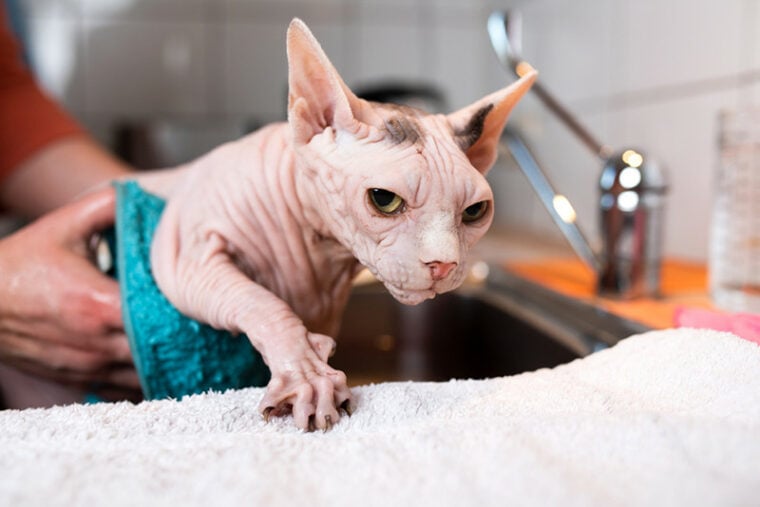 Bathing Sphynx Cats: 8 Vet Reviewed Tips | Hepper Pet Resources