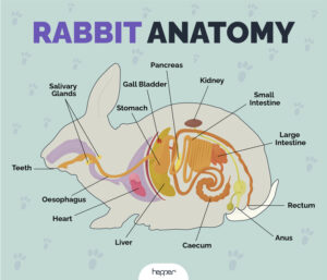 Why Do Rabbits Eat Their Poop? 5 Vet Reviewed Reasons | Hepper Pet ...