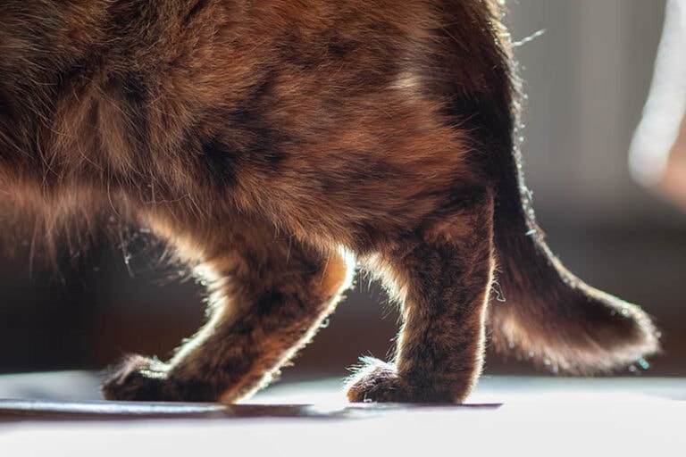 Why Does My Cat Keep Getting Poop Stuck to Their Bum? Vet-Reviewed ...