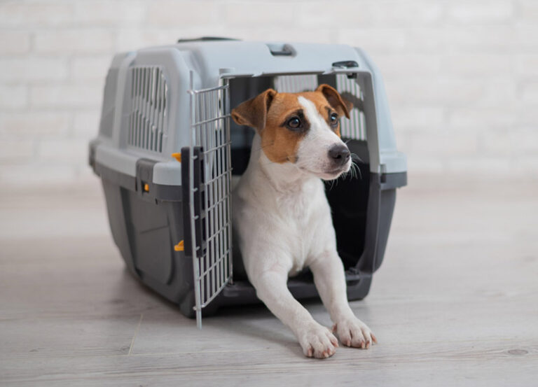 How Long Do Jack Russell Terriers Live? Average Lifespan, Data & Care ...