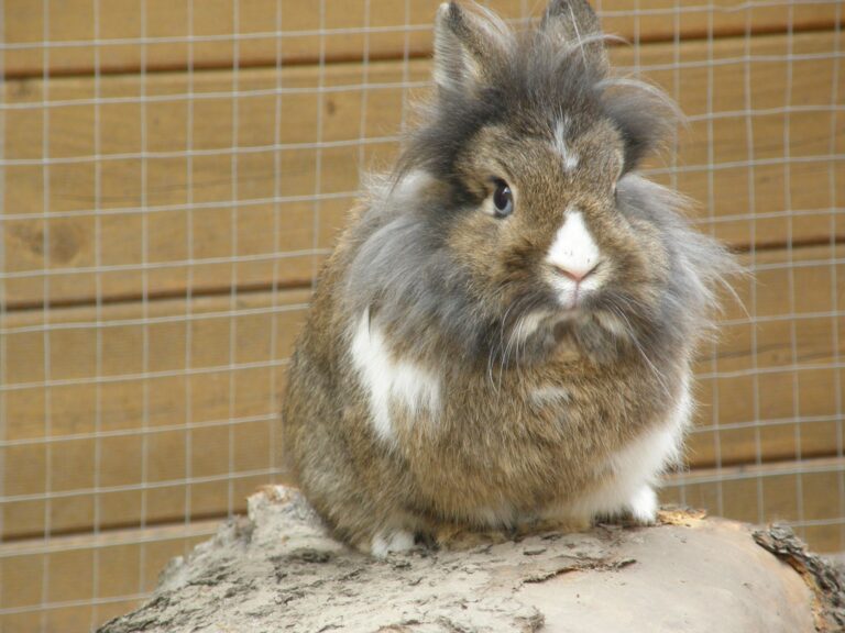 How Long Do Lionhead Rabbits Live as Pets? Vet Reviewed Lifespan, Data ...