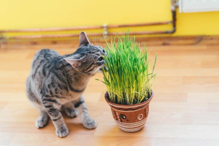 6 Types of Cat Grass: Benefits & How to Grow Them | Hepper Pet Resources