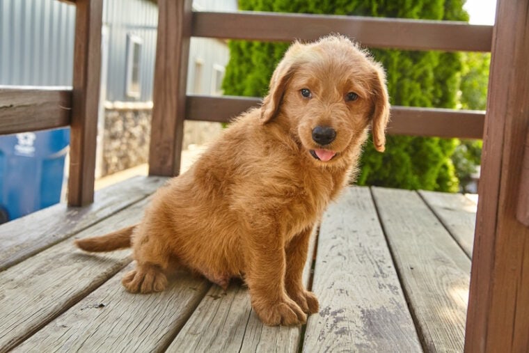 15 Most Affordable & Cheapest Dog Breeds in 2026 (With Info & Pictures ...