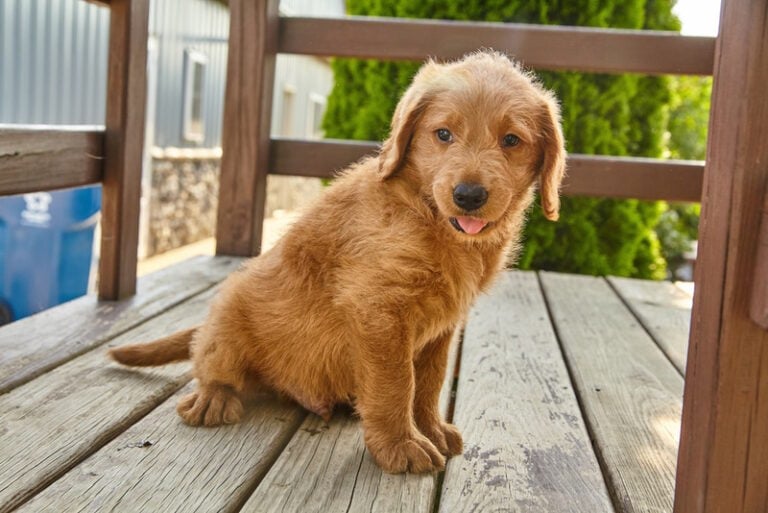 15 Most Affordable & Cheapest Dog Breeds in 2026 (With Info & Pictures ...