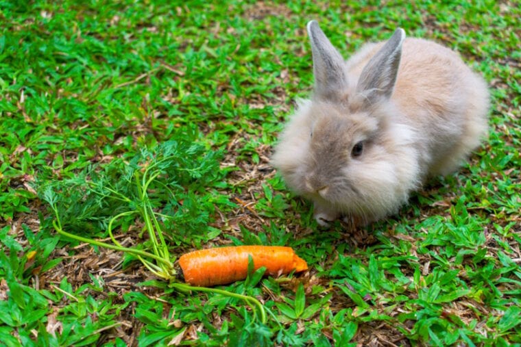 How Much Food Should a Rabbit Eat? Vet-Approved Options & Feeding Tips ...