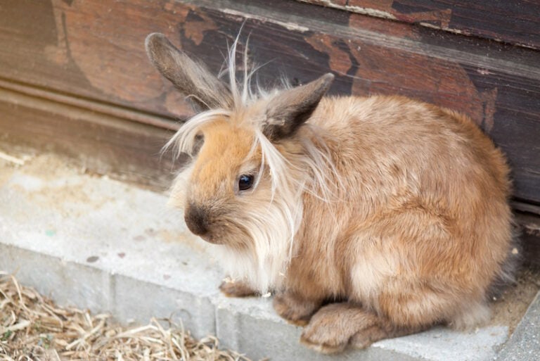 14 Long Haired Rabbit Breeds (With Info & Pictures) | Hepper Pet Resources