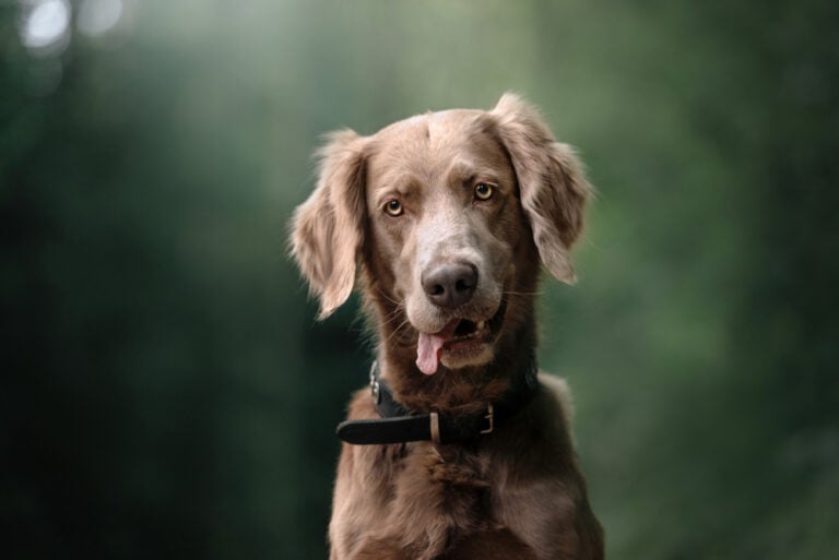 Long Haired Weimaraner: Info, Pictures, Personality, & Facts | Hepper ...