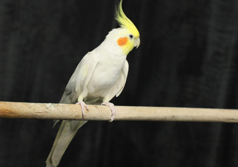 Lutino Cockatiel: Info, Pictures & History | Hepper Pet Resources