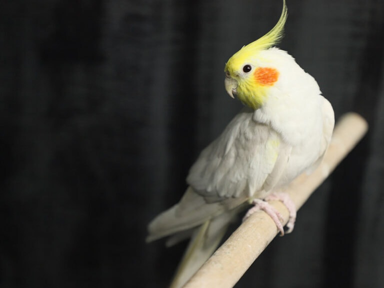 Lutino Cockatiel: Info, Pictures & History | Hepper Pet Resources