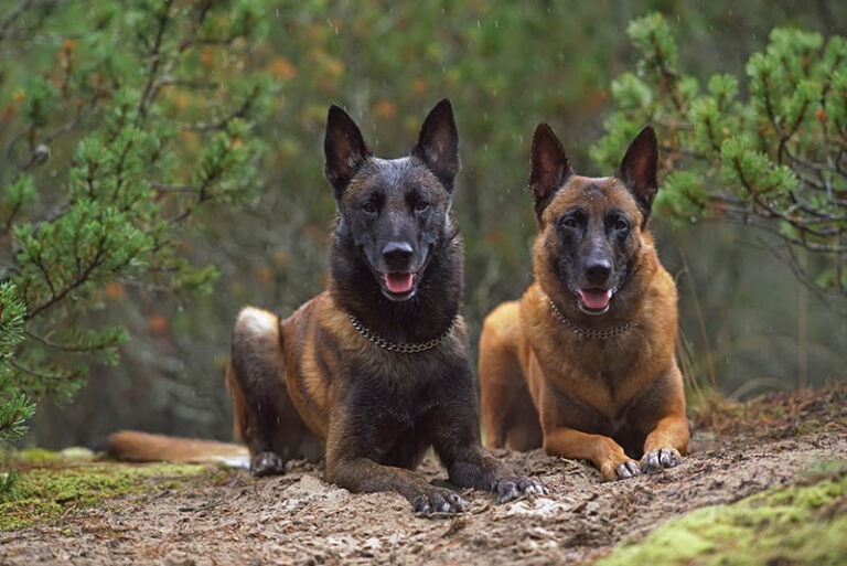 How Long Do Belgian Malinois Live? Average Lifespan, Data & Care ...