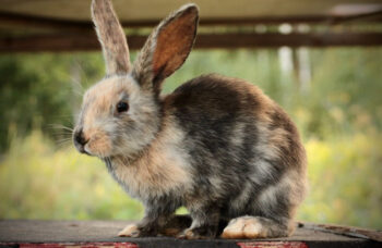11 Exotic and Rare Rabbit Breeds (With Info & Pictures) | Hepper Pet ...