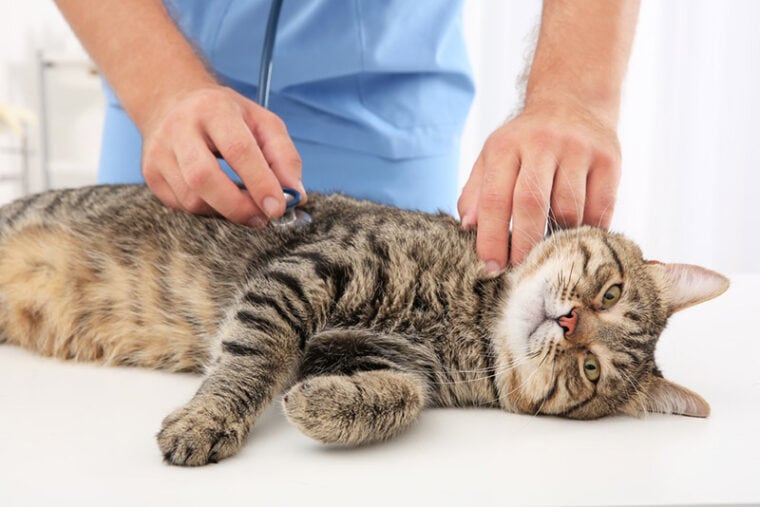 What Are Normal Cat Vital Signs? Vet Approved Tips On How Yo Measure ...
