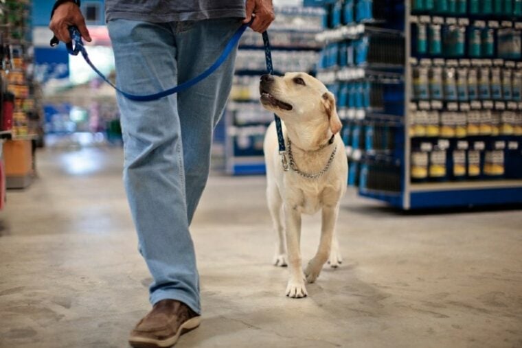 Does PetSmart Allow Dogs? In-Store Pet Policy (2025 Update) | Hepper ...