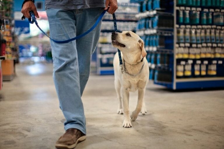 Does Petco Allow Dogs? All You Need To Know (2025 Update) | Hepper Pet Resources