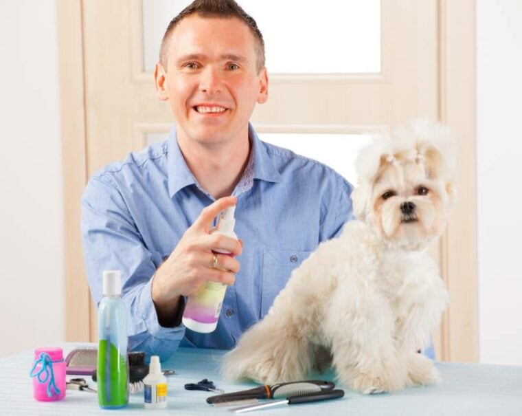 How to Groom a Maltese: 10 Expert Tips & Advice | Hepper Pet Resources