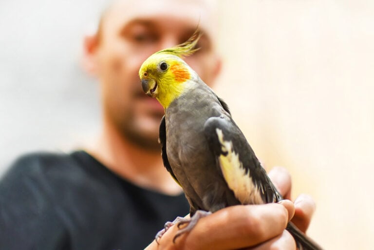 12 Incredible Cockatiel Facts & FAQs (Vet-Approved) | Hepper Pet Resources
