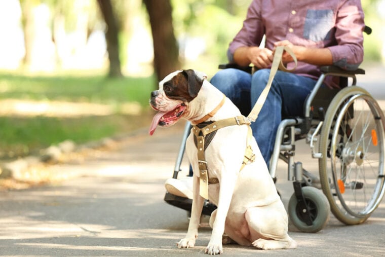 Mobility Assistance Dogs: What They Do, Qualifications & FAQ | Hepper ...