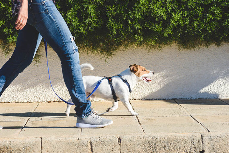 How Smart Are Jack Russell Terriers? Breed Intelligence & FAQ | Hepper ...