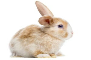 24 Small Rabbit Breeds (With Info & Pictures) | Hepper Pet Resources