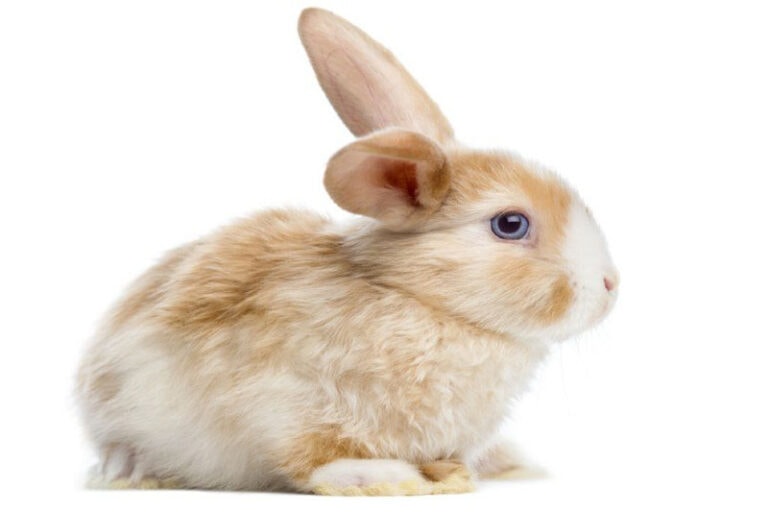 24 Small Rabbit Breeds (With Info & Pictures) | Hepper Pet Resources