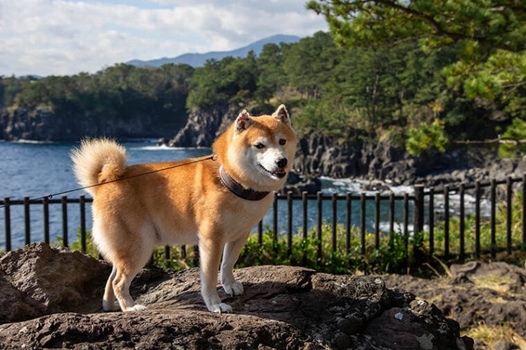 Mini (Mame) Shiba Inu: Pictures, Care Guide, Temperament & Traits ...