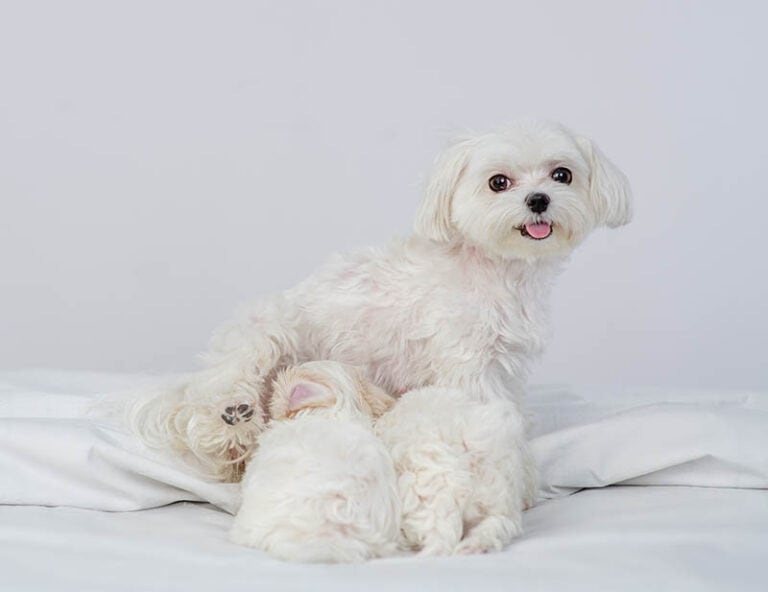 Maltese Pregnancy: Vet Reviewed Signs & Week-by-Week Guide | Hepper Pet ...