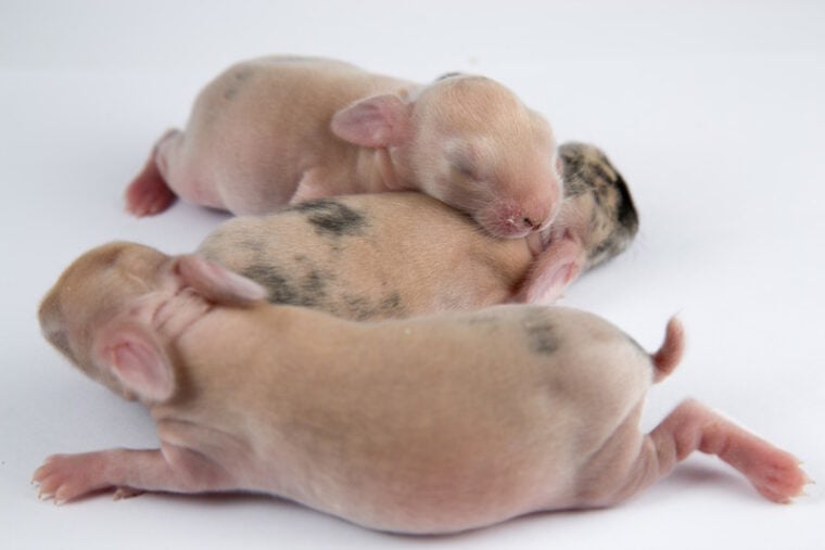 How Long Do Lionhead Rabbits Live as Pets? Vet Reviewed Lifespan, Data ...